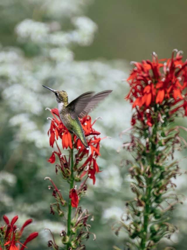 7 birds with the most beautiful feathers