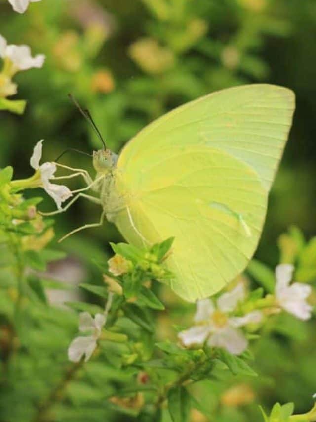 5 Most Beautiful Green Butterflies in the World