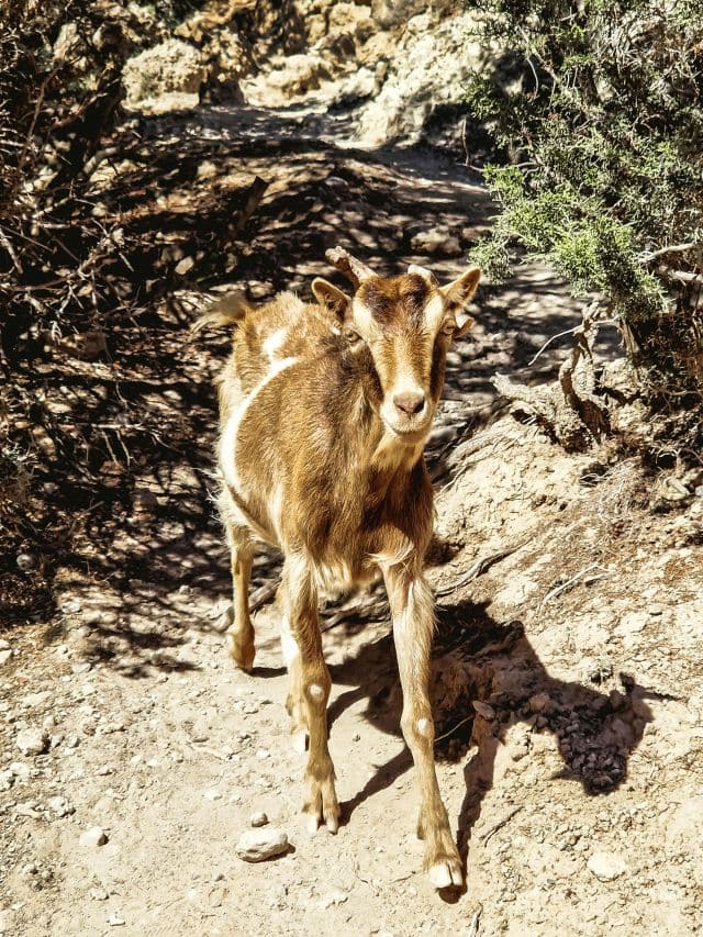 5 most iconic farm animals in the world