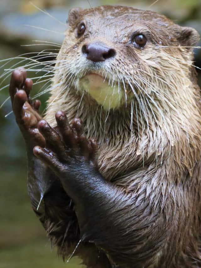 Smooth-coated Otter: Meet endangered otter species of India