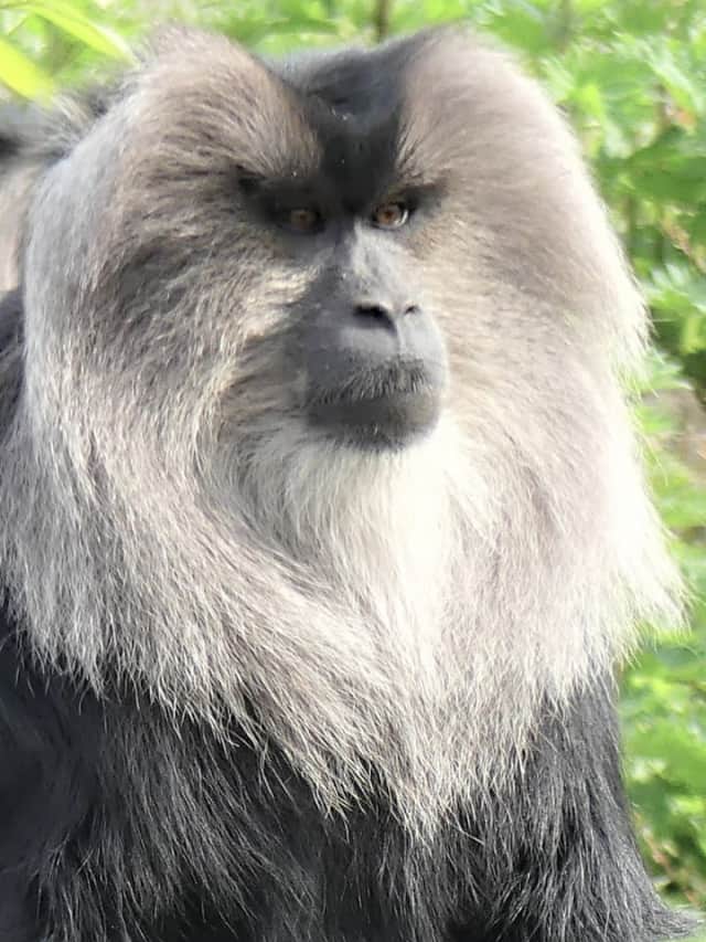 Endangered Species Day 2026: Meet 10 endangered animals of India ...