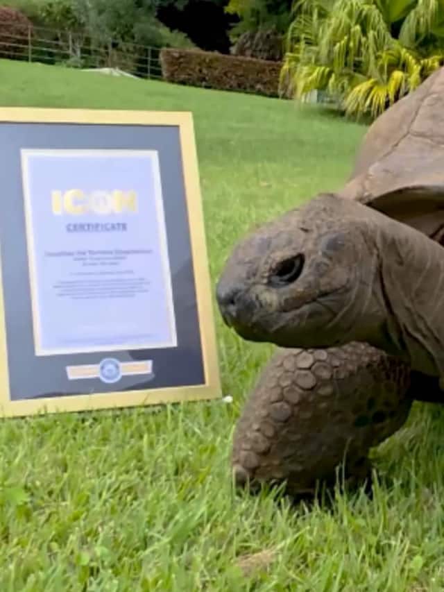 Guinness World Record ICON 2026: Meet Jonathan, the 194-year-old Tortoise