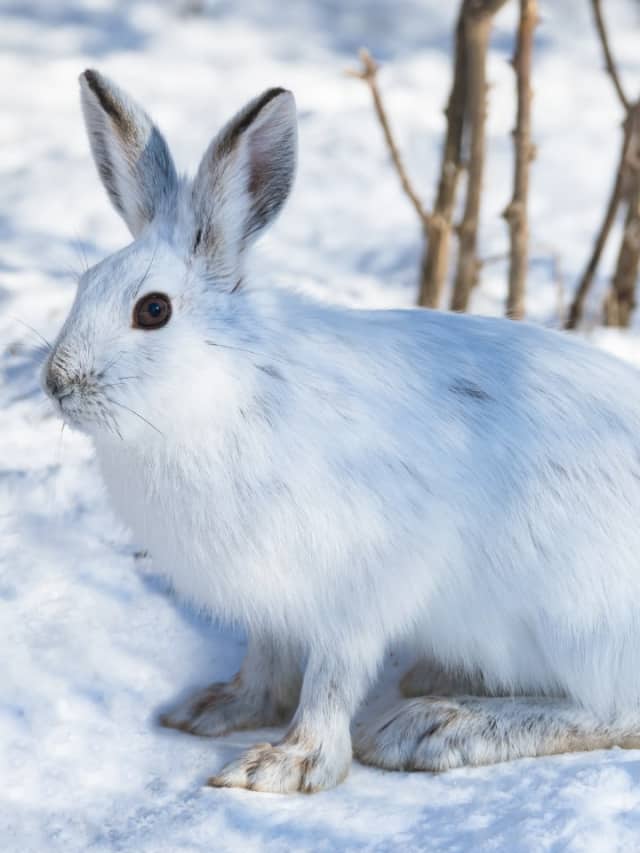 Winter Makeover: 5 Animals that turn white in Winter