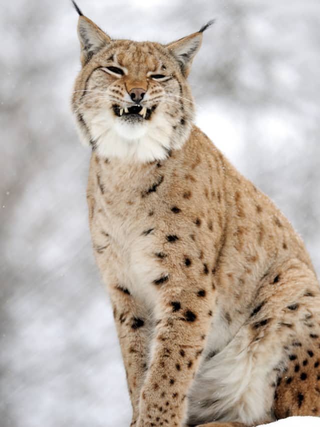 International Lynx Day 2026: Most elusive wild cat species in the world